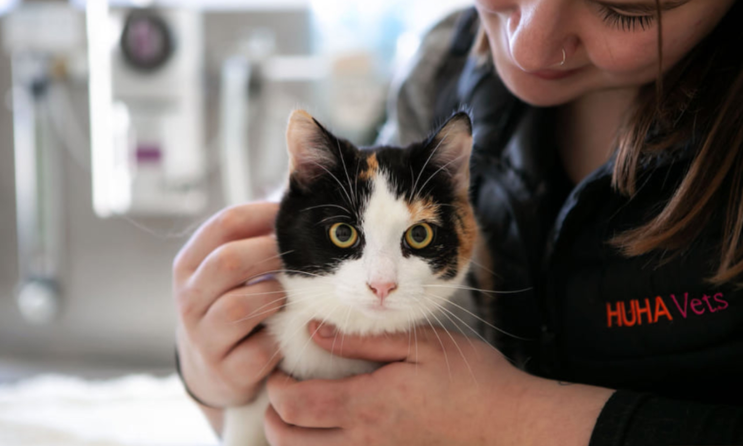 Animal Shelter Wellington - Dog Shelter New Zealand