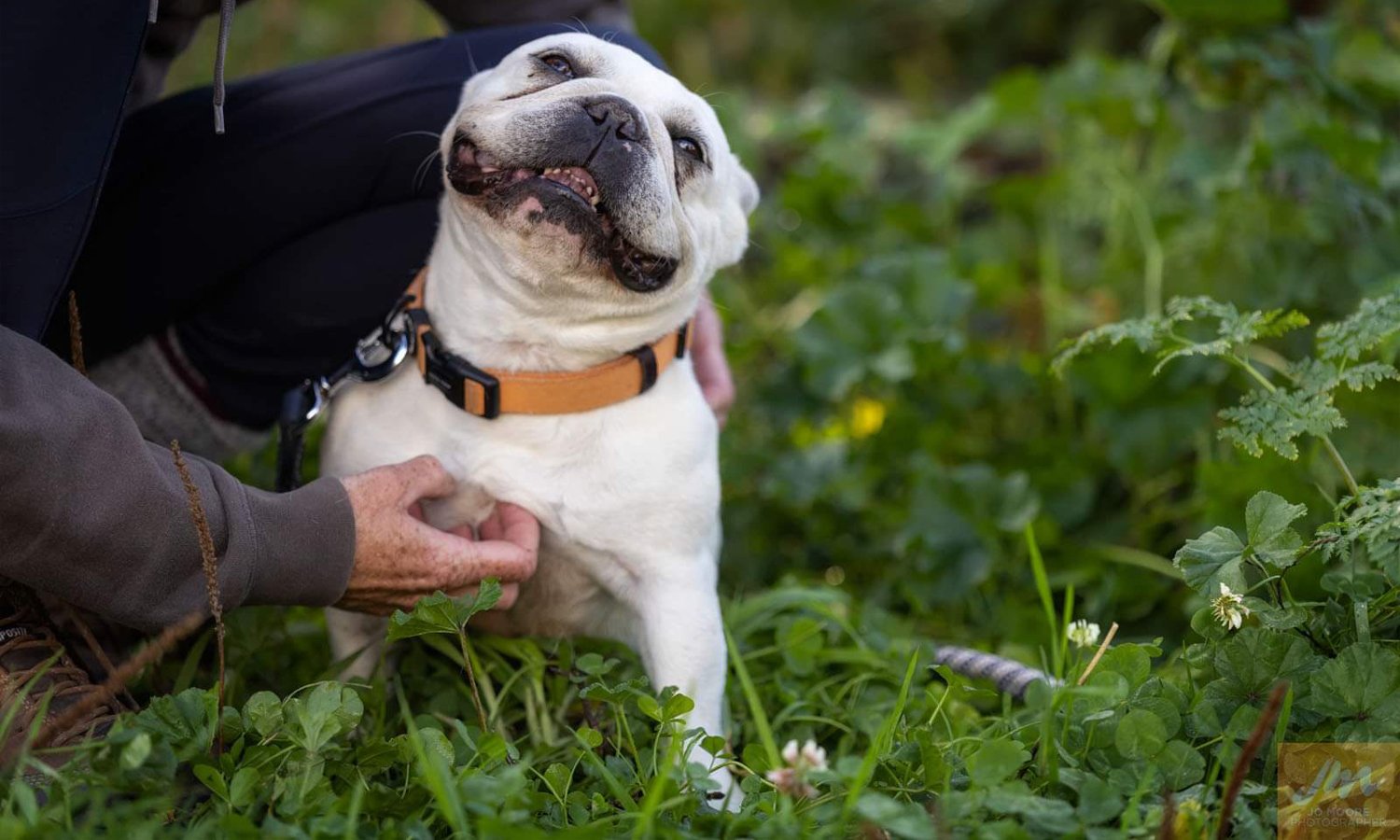 Animal Rehoming New Zealand, Wellington, Hutt Valley, Kapiti