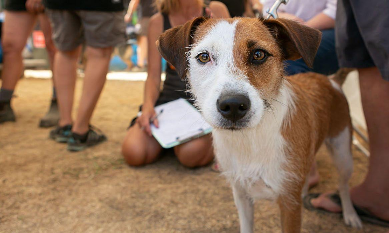 Animal Rescue Missions NZ - Saving wild, farm & exotic animals