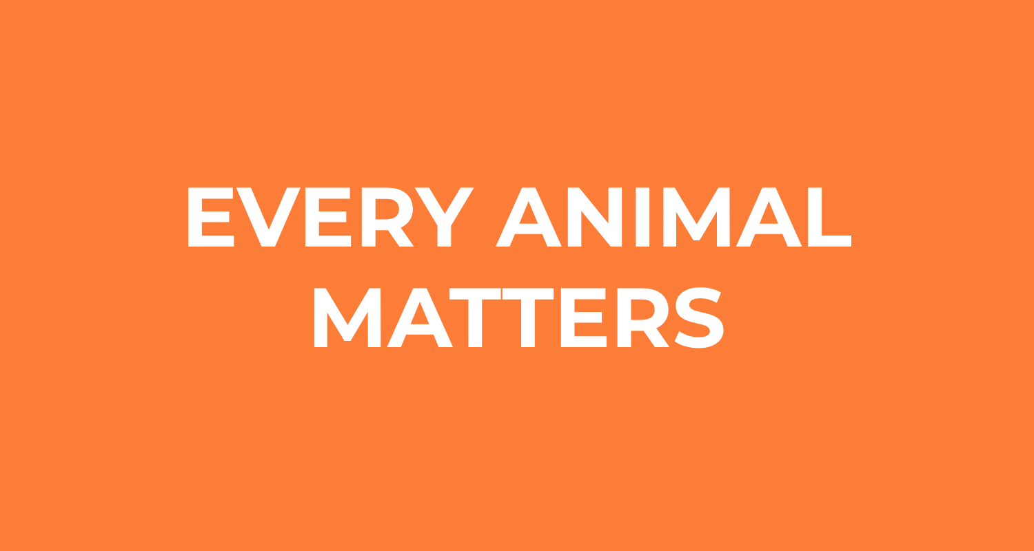 Dog Rescue NZ - Dog, Cat, Horse, Animal Rescue Wellington