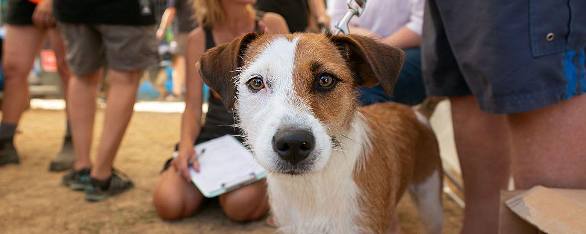 Animal Rescue Missions NZ - Saving wild, farm & exotic animals