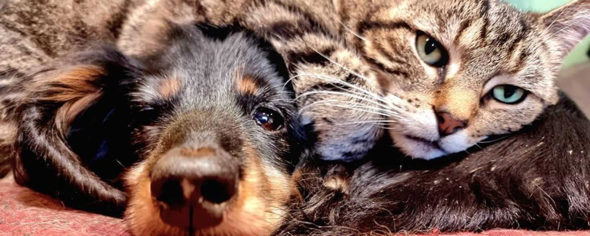 Animal Adoptions New Zealand - Adopt a Rescue Pet NZ