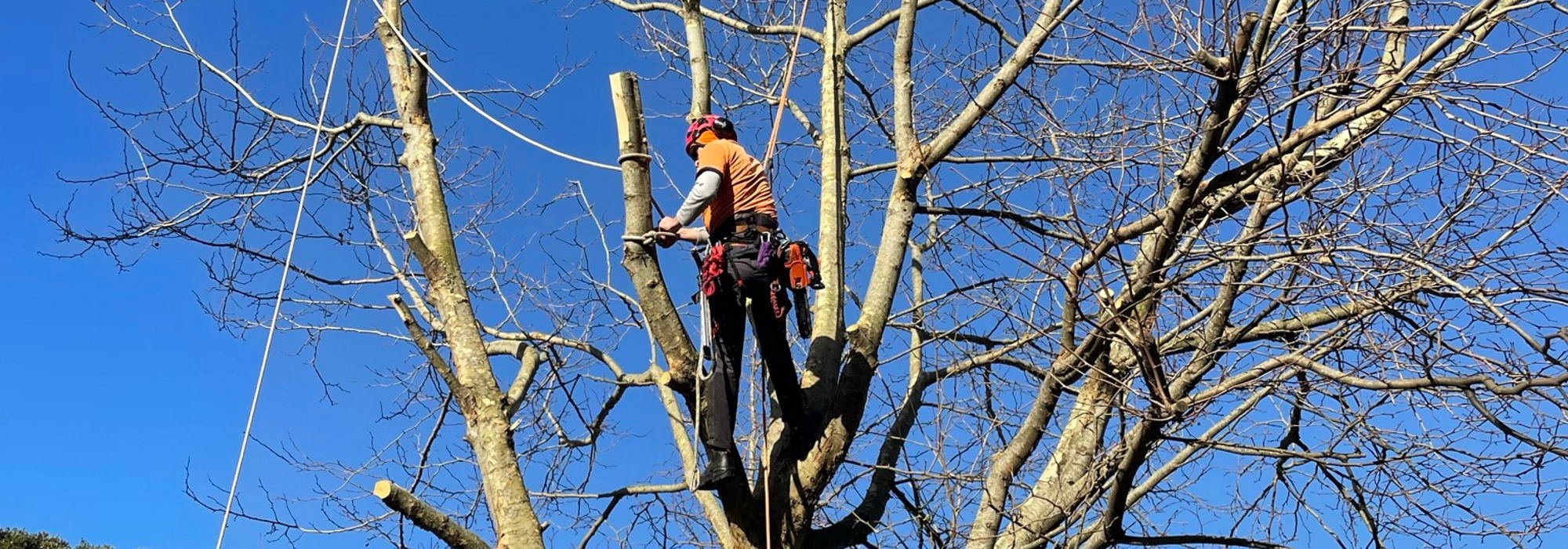Tree pruning Wellington - Hedge trimming, planting, design