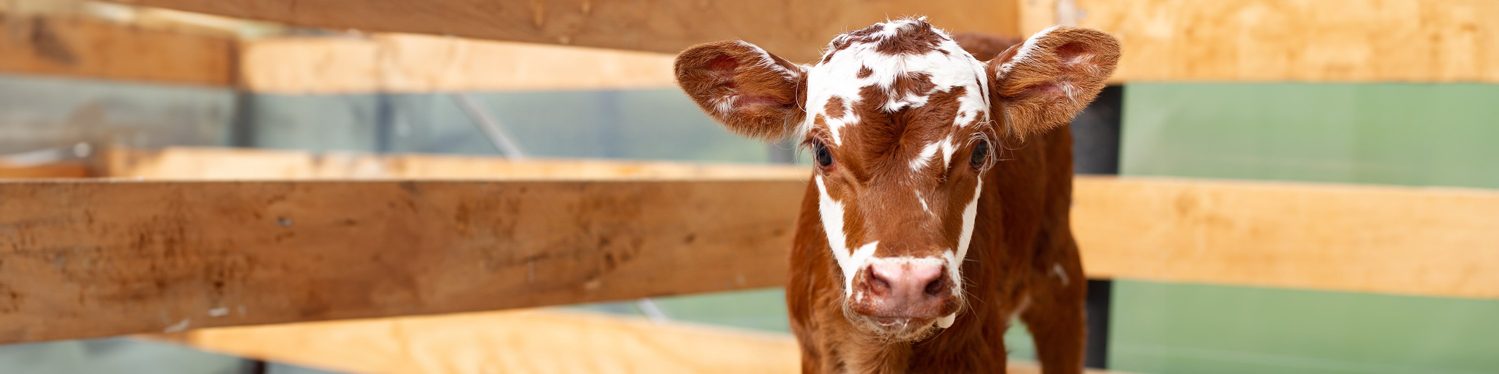 Calf Milk Powder For Immune & Growth Support Waikato, NZ