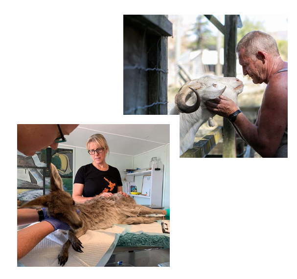 Animal Rescue Missions NZ - Saving wild, farm & exotic animals