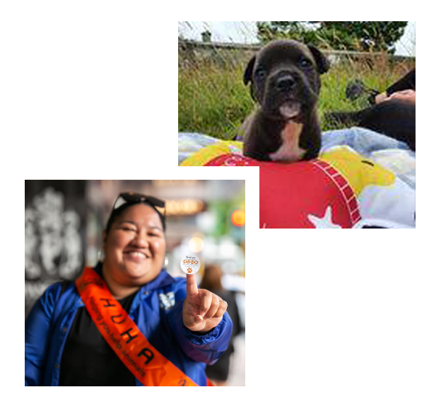 Volunteer Positions at Animal Shelter Wellington Region